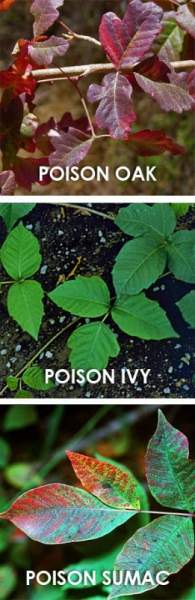 Poison-Plants.jpg